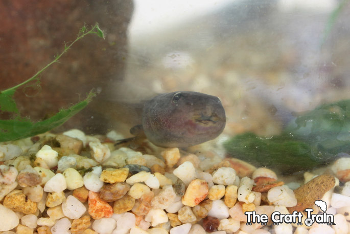 A tadpole to frog observation tank | The Craft Train